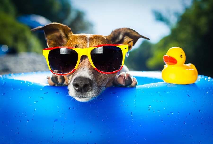 Keep Your Furry Friends Cool and Happy: Summer Pet Care Tips - Rethink ...